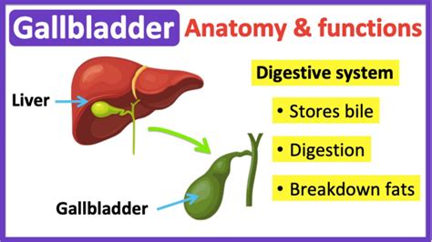 Gallbladder Anatomy And Function🤔 Easy Learning Video Youtube
