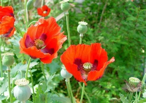 화초 양귀비와 마약 양귀비 구별법 네이버 블로그