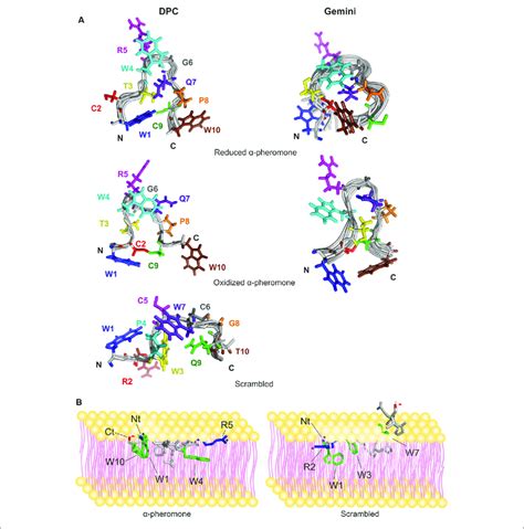 Nmr Solution Structure Of The Peptides Preferred Conformations And A Download Scientific