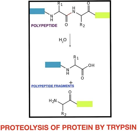 Photographic Film And Trypsin At Lynn Craig Blog