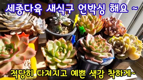 세종다육 에서온 신입 소개해요 ~🌺 가을이라 쇼핑하기 정말 좋은 시기죠 적당히 다져진 착한 다육이 기회를 저도 놓치고 싶지