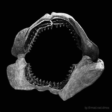 The Jaws Of Megalodon Estimates Of Its Bite Force Reach Up To A Car Crushing 40 000 Pounds