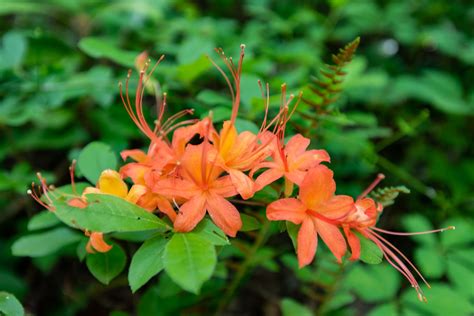 How To Grow And Care For Flame Azalea