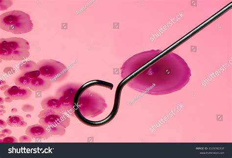 Microbiological Cultures Inoculation Loop Used Microbiology Foto Stok