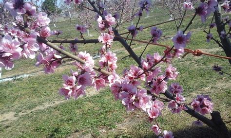 무료 이미지 복숭아 봄 분기 붉은 꽃 봉오리 붉은 덤불 나무 꽃 피는 식물 우디 식물 작은 가지 자두