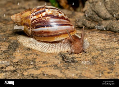 Escargot géant africain , Achatina fulica (Lissachatina fulica) espèce ...