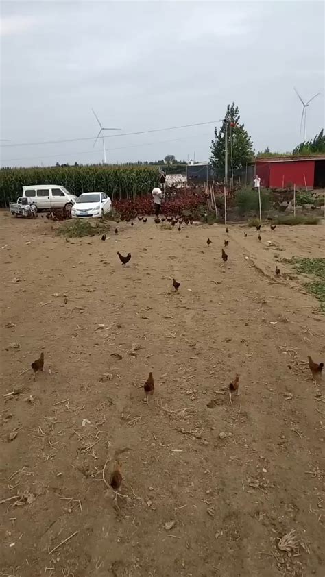 Chicken Detection Object Detection Dataset By First Project