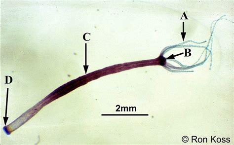 Diagram Of Lab Identify Quizlet