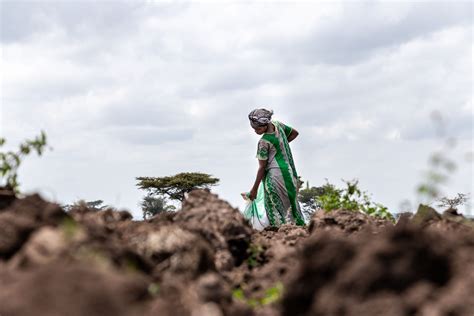 Smallholder Farmers Multi Front Strategy Combats Rapidly Evolving