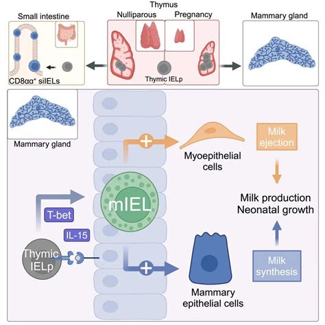 Cell：乳腺上皮内淋巴细胞促进泌乳和后代健康 美必思医学编译