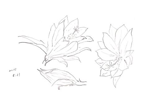 ミョウガの花のデッサン 絵手紙 交流ひろば てがみ倶楽部