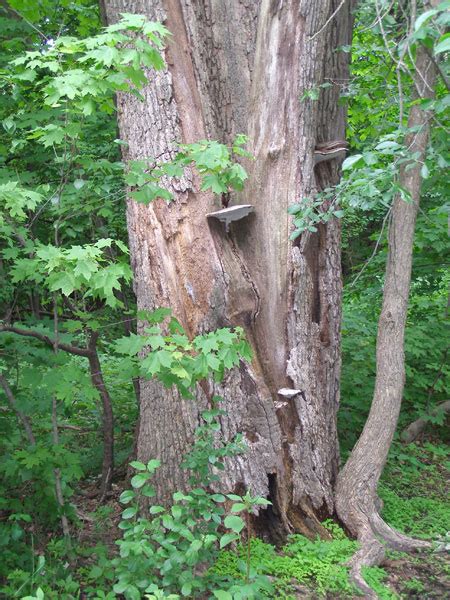 Whats Wrong With My Plant Garden University Of Minnesota Extension