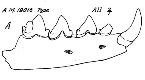 Cynodictis A Slender Dog Marten From 28 Million Years Ago Malevus