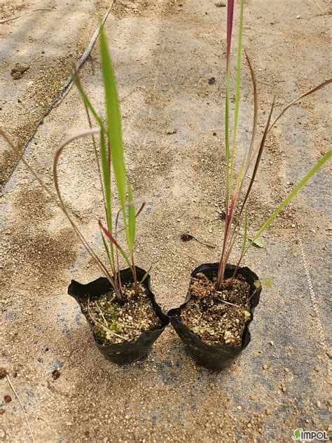 홍띠 20개 8cm포트 야생화 허브 수생식물 채소 동백 심폴