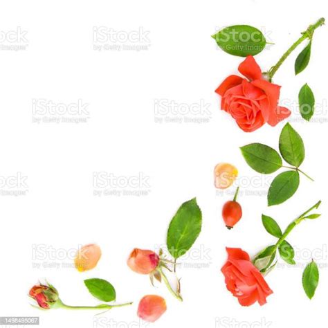 꽃과 장미 꽃잎은 흰색 배경에 격리되어 있습니다 텍스트를 위한 여유 공간 0명에 대한 스톡 사진 및 기타 이미지 0명 공휴일 기념일 Istock