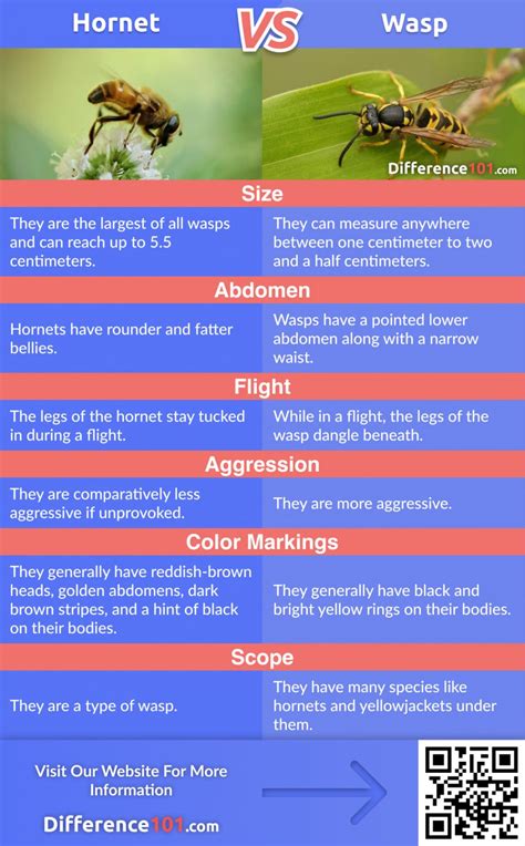 Hornet Vs Wasp Key Differences Pros Cons FAQ Difference 101