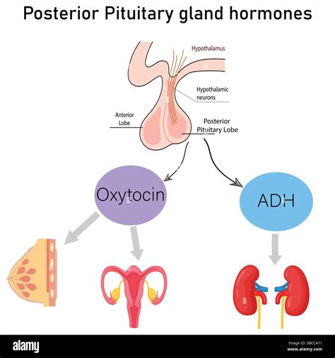 Posterior Pituitary Gland Hormones Posterior Pituitary Hormones