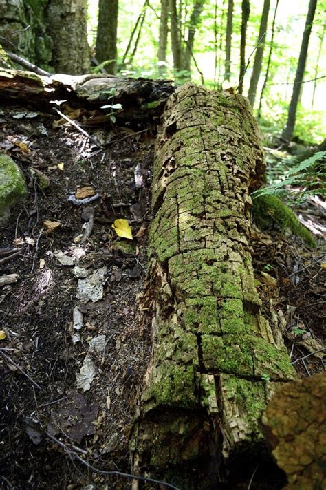 Mossy Tree Trunk Stock Photo Image Of Vegetation Rotting