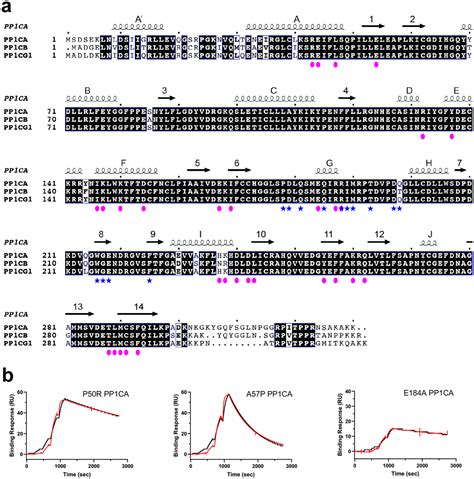Structure Of The Shoc2 Mras Pp1c Complex Provides Insights Into Raf Activation And Noonan