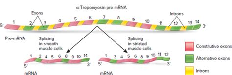 Bio Week 6 Transcription And Transcriptional Regulation Pt 2 Flashcards Quizlet