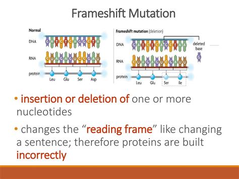 Mutations Sbi3u Ms Lefebvre Ppt Download