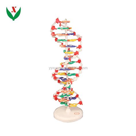 Dna Molecule Structure Model Educational Anatomical Model