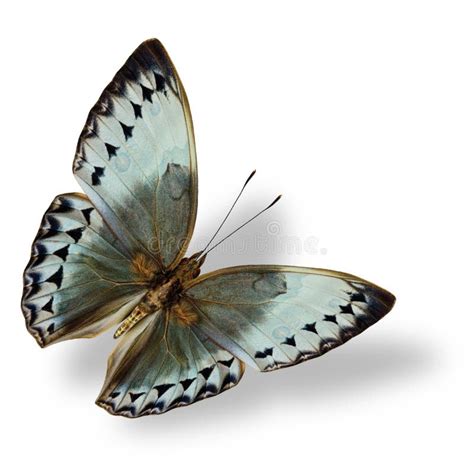 Beautiful Flying Grey And Pale Blue Butterfly Cambodia Junglequeen The Very Rare Butterfly