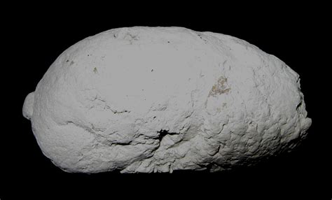 Coprolite Identification Fossil Id The Fossil Forum