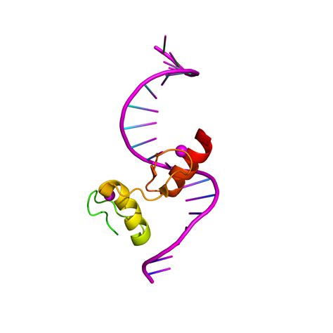 Structure Of A Znf217 Dna Complex Mackay And Matthews Lab