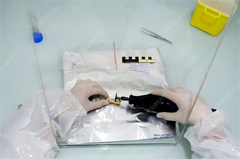 Fossil Dna Analysis Stock Image C014 6045 Science Photo Library