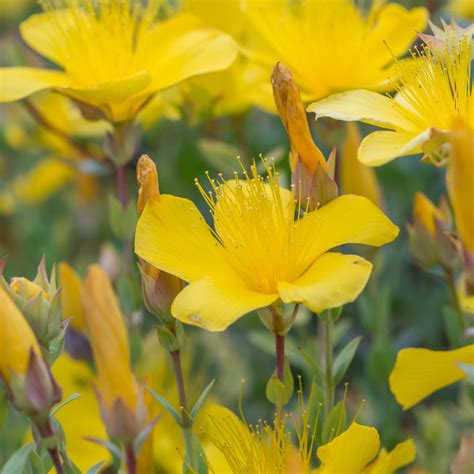 Szkółka Bylin Dobrepole Hypericum Polyphyllum Grandiflorum