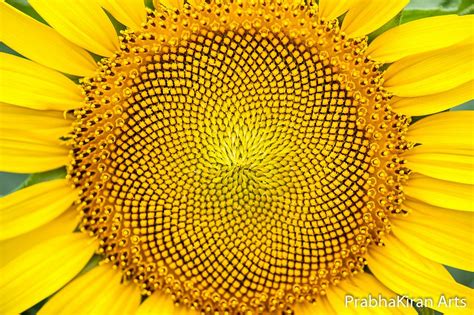 Fibonacci Sequence In Nature Sunflower Frosdig