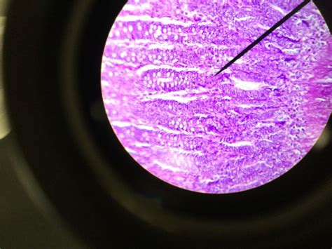 Tissues Lab Practical Review Flashcards Quizlet