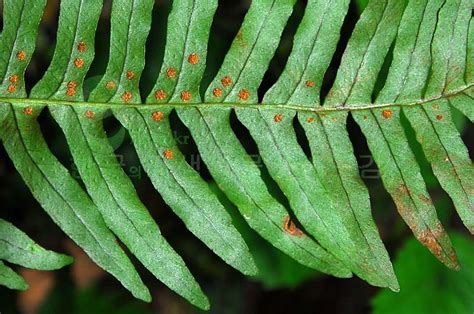 고사리식물 미역고사리