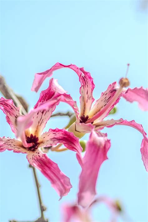 Silk Floss Flower Ceiba Speciosa A Blossoming Stock Image Image Of Purple Attraction 336216465