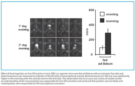 Hepatic Metabolism And Gender Journal Of Sex And Gender Specific