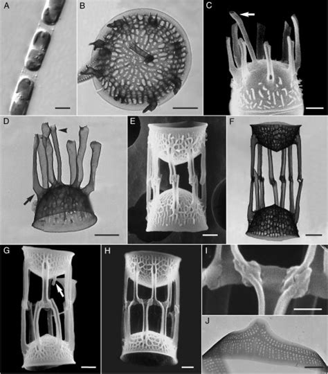 skeletonema pseudocostatum lm a sem c e and h tem b d f g