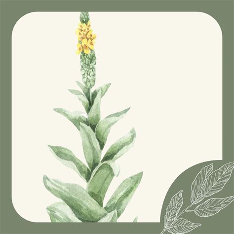 Mullein Leaf Extract At ₹ 1350kg In Indore Id 2858157576433