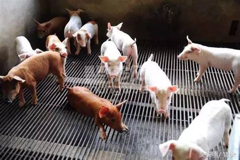 断奶仔猪蛋白质饲料的选择技巧 蛋白质饲料该如何选择 辈宠网