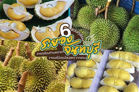 6 สวนทุเรียนระยอง จันทบุรี ขายผลไม้ออนไลน์สดๆ จากสวน