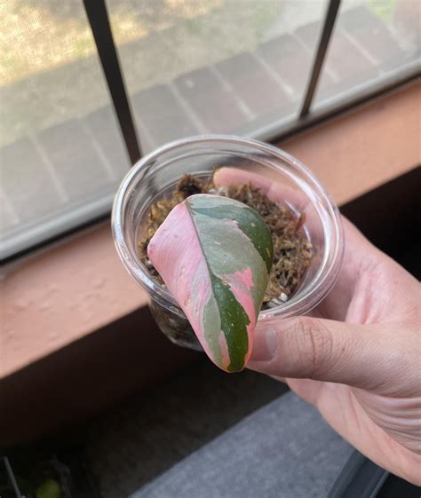 Hi 👋🏼 Questionsince I Cut My Ppp At This Leafs Node Will It Encourage Similar Variegation In