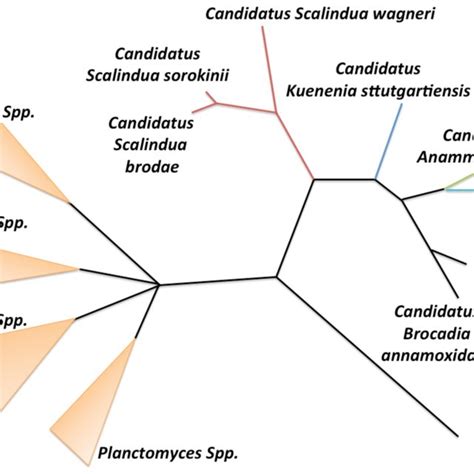 Phylogenetic Representation Of The Phylum Planctomycetes Download