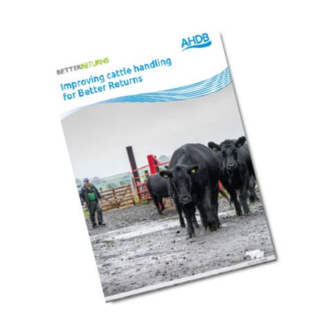 Improving Cattle Handling Ahdb Catalogue