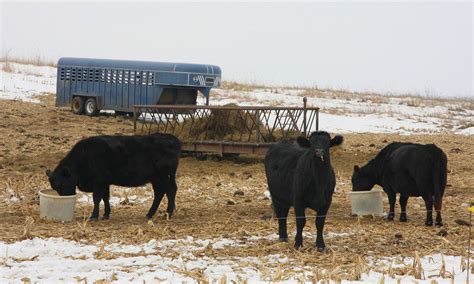 Supplementing Cows On Crop Residue