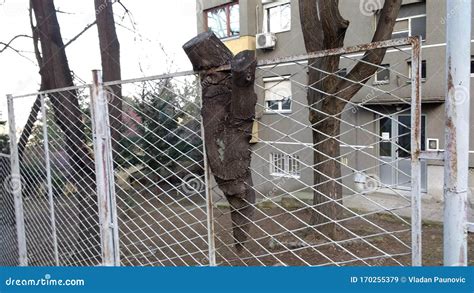 Part Of A Tree Stuck In Fence Stock Image Image Of Objects Tree