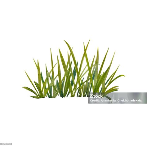 흰색 배경에 현실적인 잔디 이미지입니다 초원 식물의 수채화 그림입니다 여름 허브 야생 성장 장식 엽서 초대장 디자인 화장품 에코에 적합합니다 0명에 대한 스톡 벡터 아트 및
