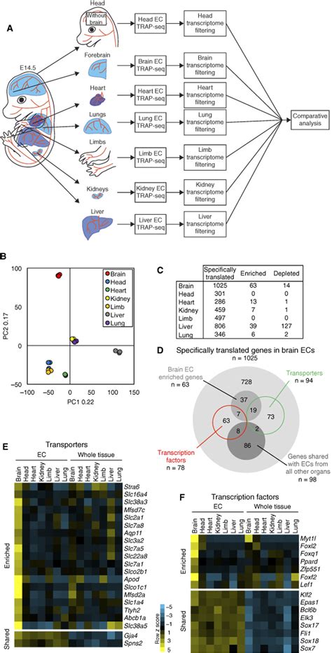 Gene Expression Profiles Of Brain Endothelial Cells During Embryonic
