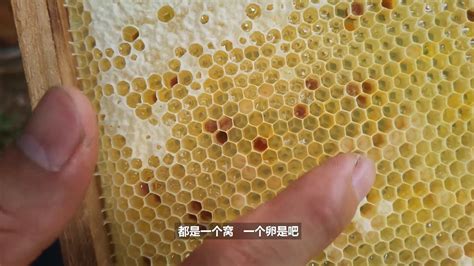 蜜蜂工蜂產卵與蜂王產卵有什麼區別？ Youtube