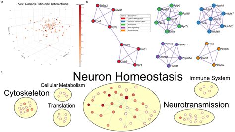 Respirasome Proteins Are Regulated By Sex Hormone Interactions In The Brain