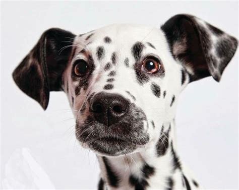 Go Ahead Im Listening Im All Ears R Dalmatians